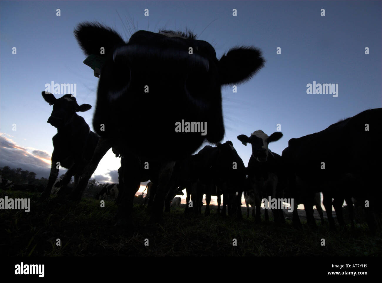 Farming agriculture dairy farming Eastern Cape South Africa Stock Photo ...