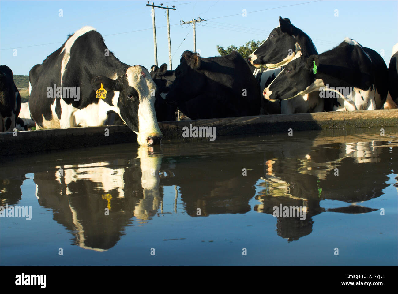 Farming agriculture dairy farming Eastern Cape South Africa Stock Photo ...
