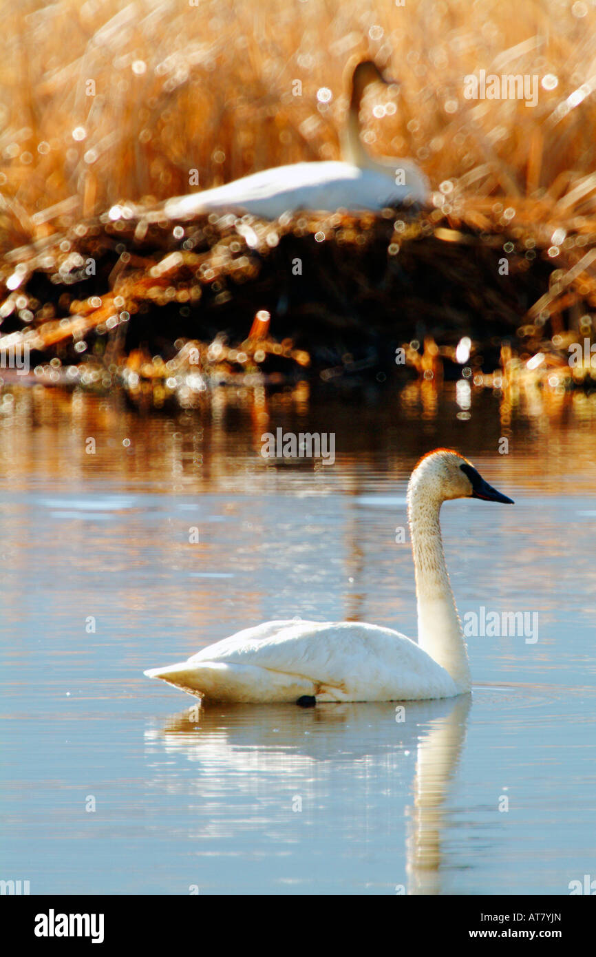 Trumpeter Swan Nest High Resolution Stock Photography and Images - Alamy