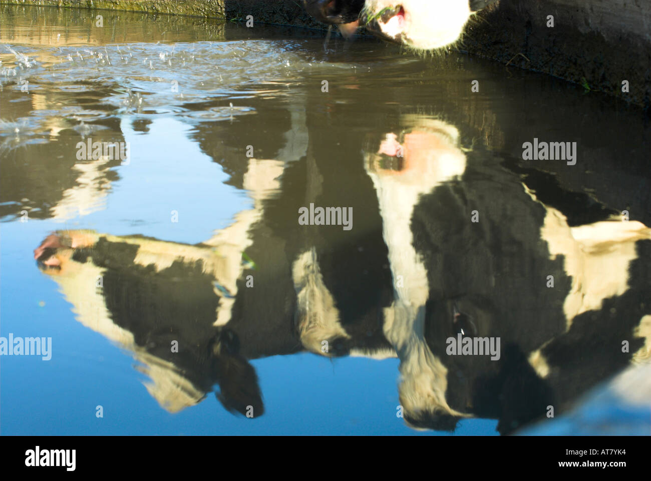 Farming agriculture dairy farming Eastern Cape South Africa Stock Photo ...