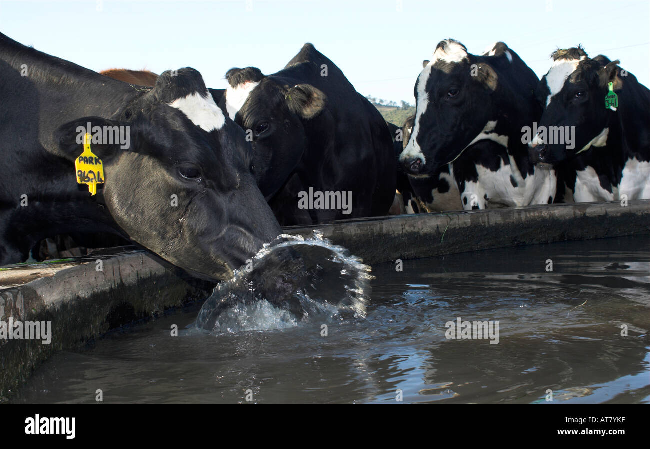Farming agriculture dairy farming Eastern Cape South Africa Stock Photo ...