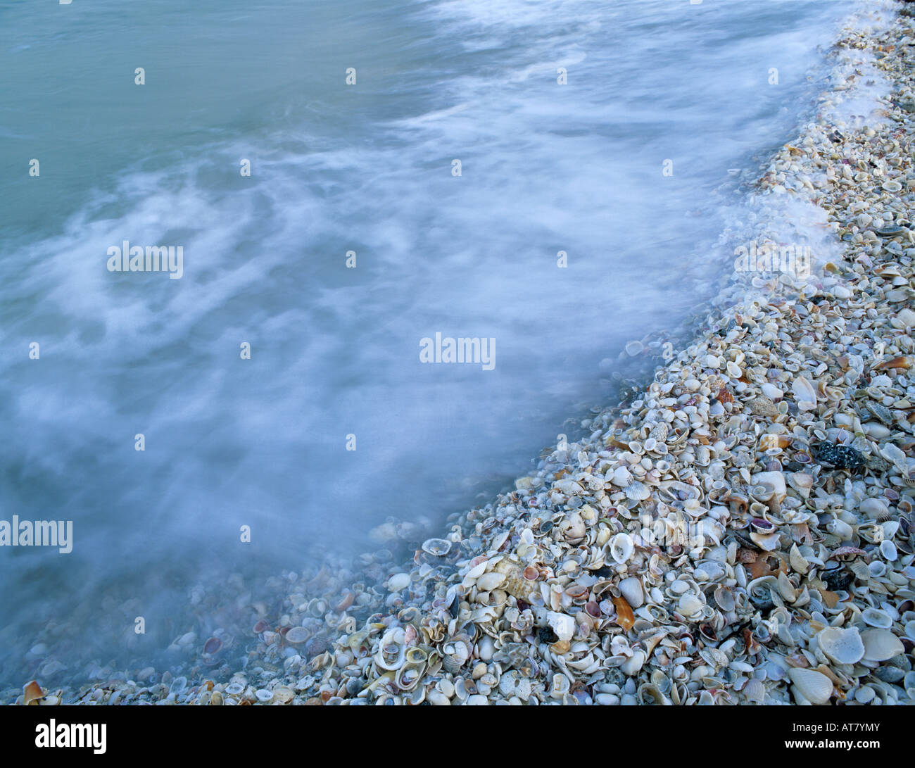 Shells at beach Sanibel Island Florida December 1998 Stock Photo - Alamy