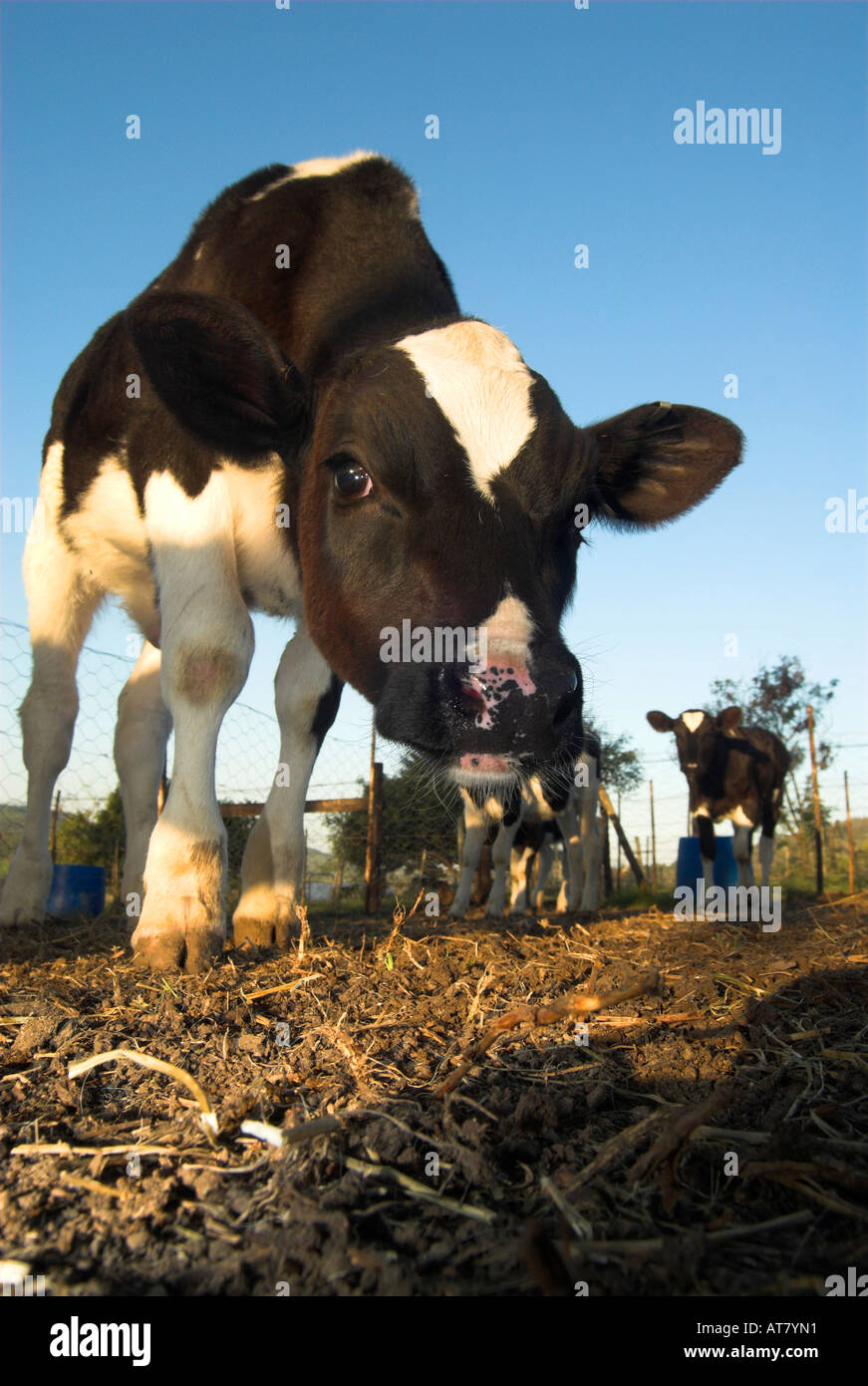 Farming agriculture dairy farming Eastern Cape South Africa Stock Photo ...