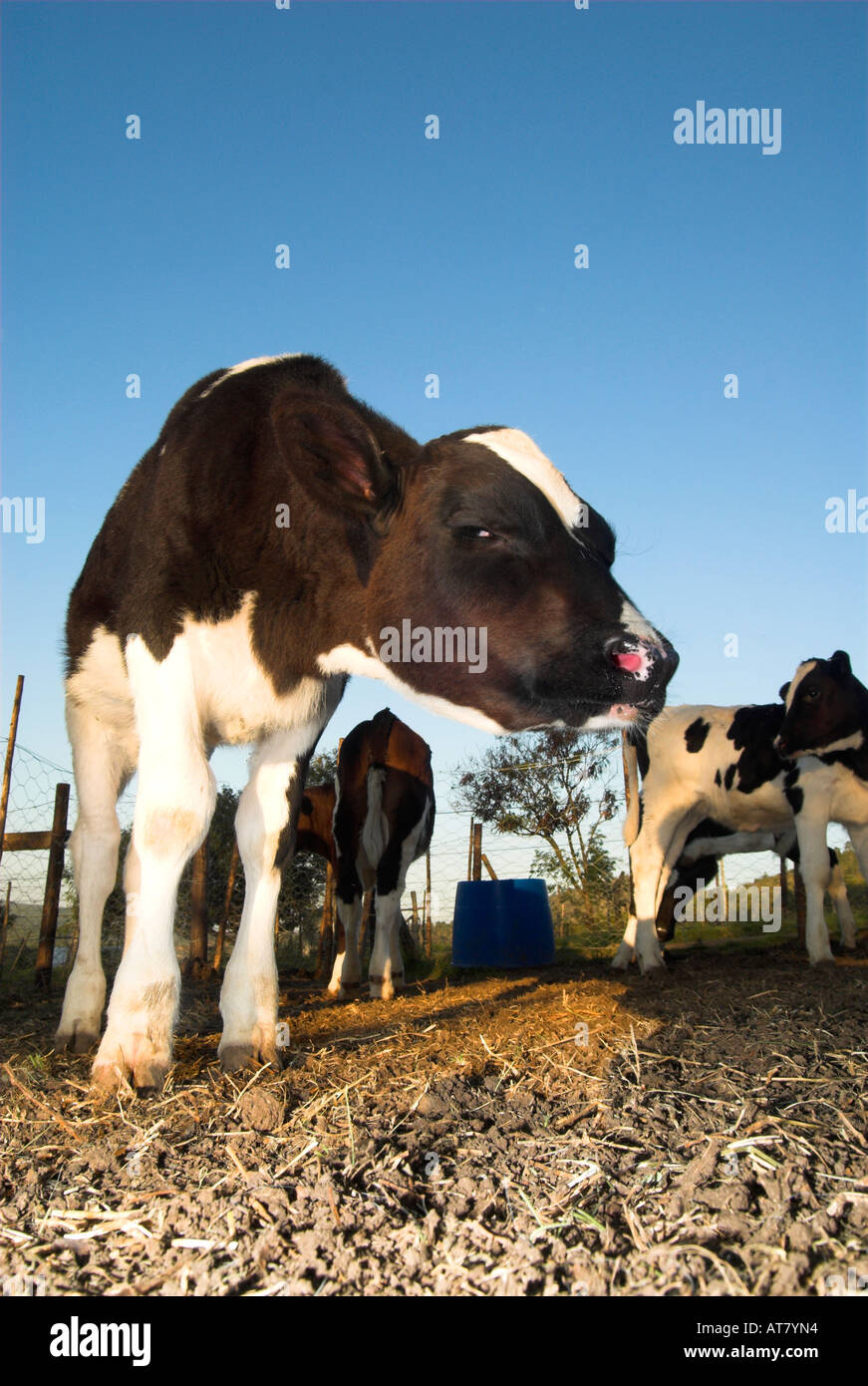 Farming agriculture dairy farming Eastern Cape South Africa Stock Photo ...