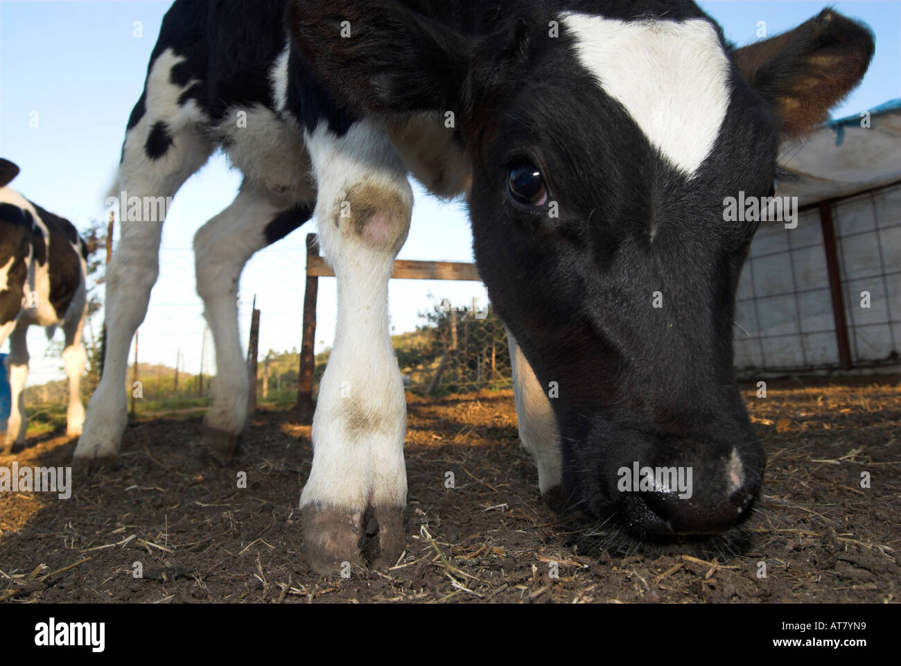 Farming agriculture dairy farming Eastern Cape South Africa Stock Photo ...
