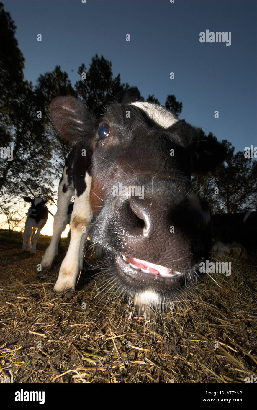 Farming agriculture dairy farming Eastern Cape South Africa Stock Photo ...
