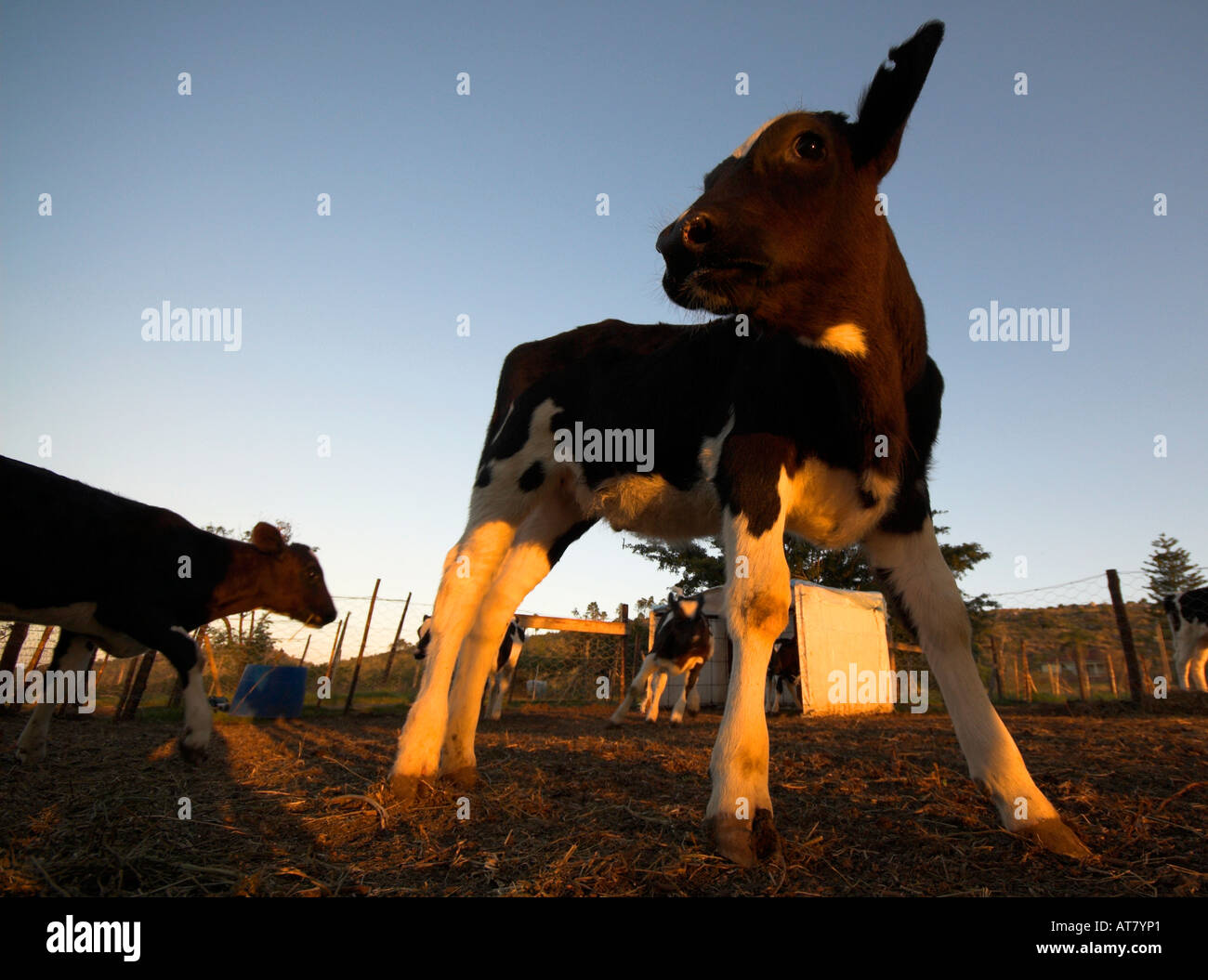Farming agriculture dairy farming Eastern Cape South Africa Stock Photo ...