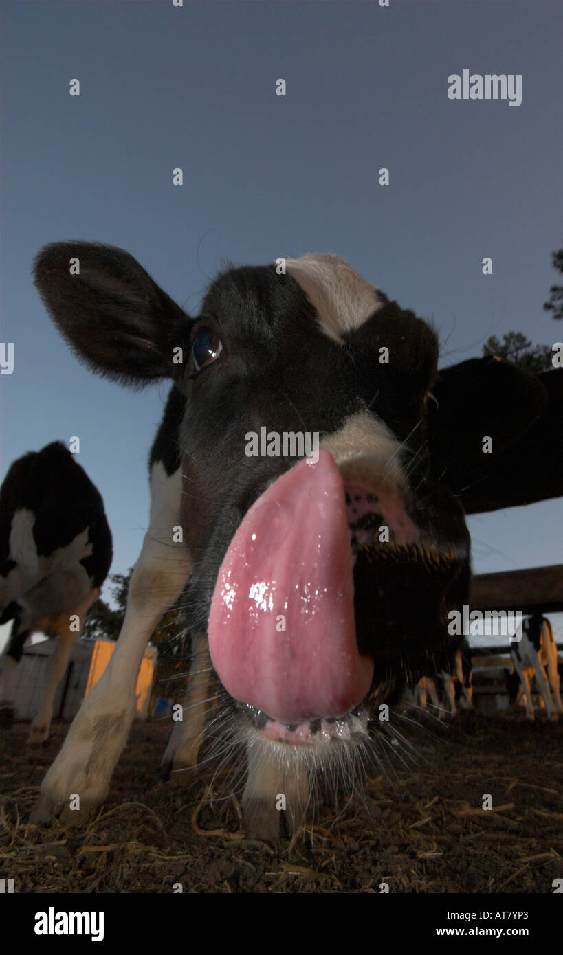Farming agriculture dairy farming Eastern Cape South Africa Stock Photo ...