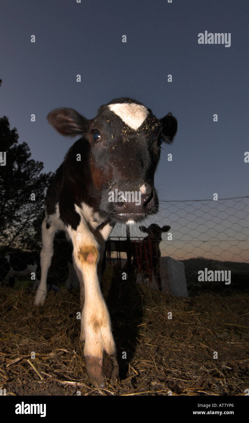 Farming agriculture dairy farming Eastern Cape South Africa Stock Photo ...