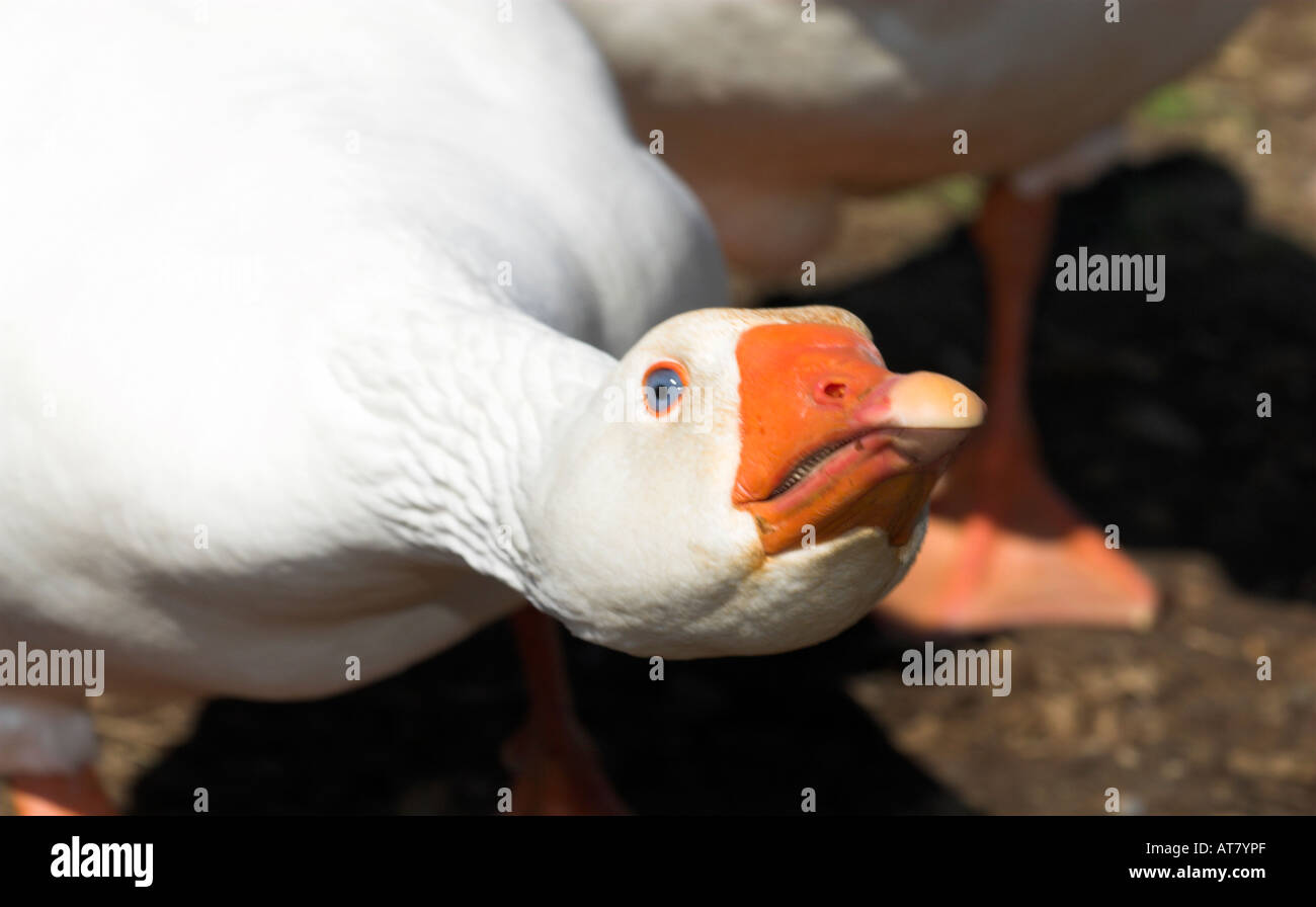Geese goose farm animal Stock Photo - Alamy
