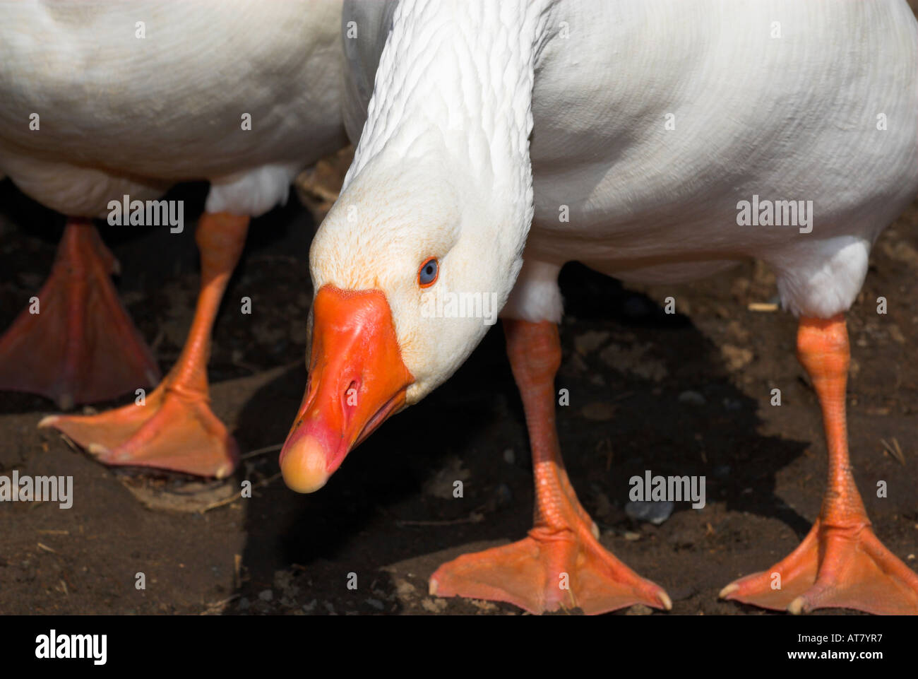 Geese goose farm animal Stock Photo - Alamy