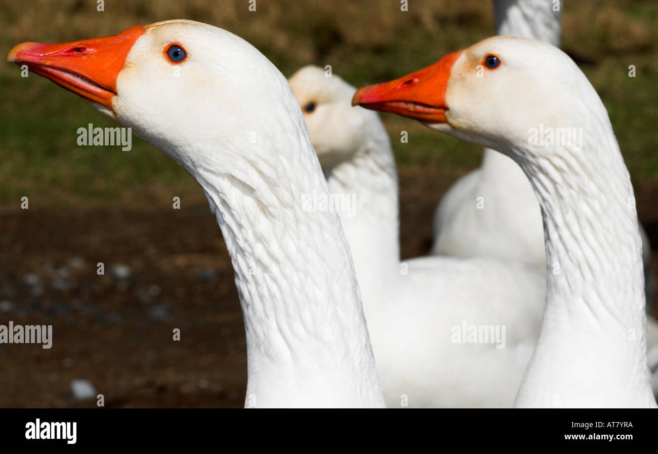 Geese goose farm animal Stock Photo - Alamy