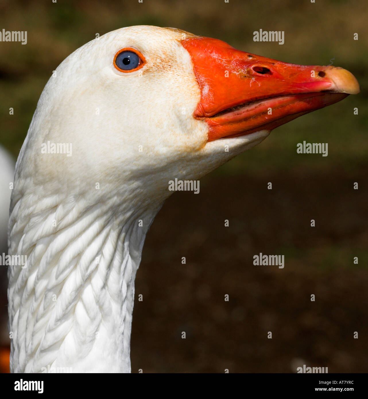 Geese goose farm animal Stock Photo - Alamy