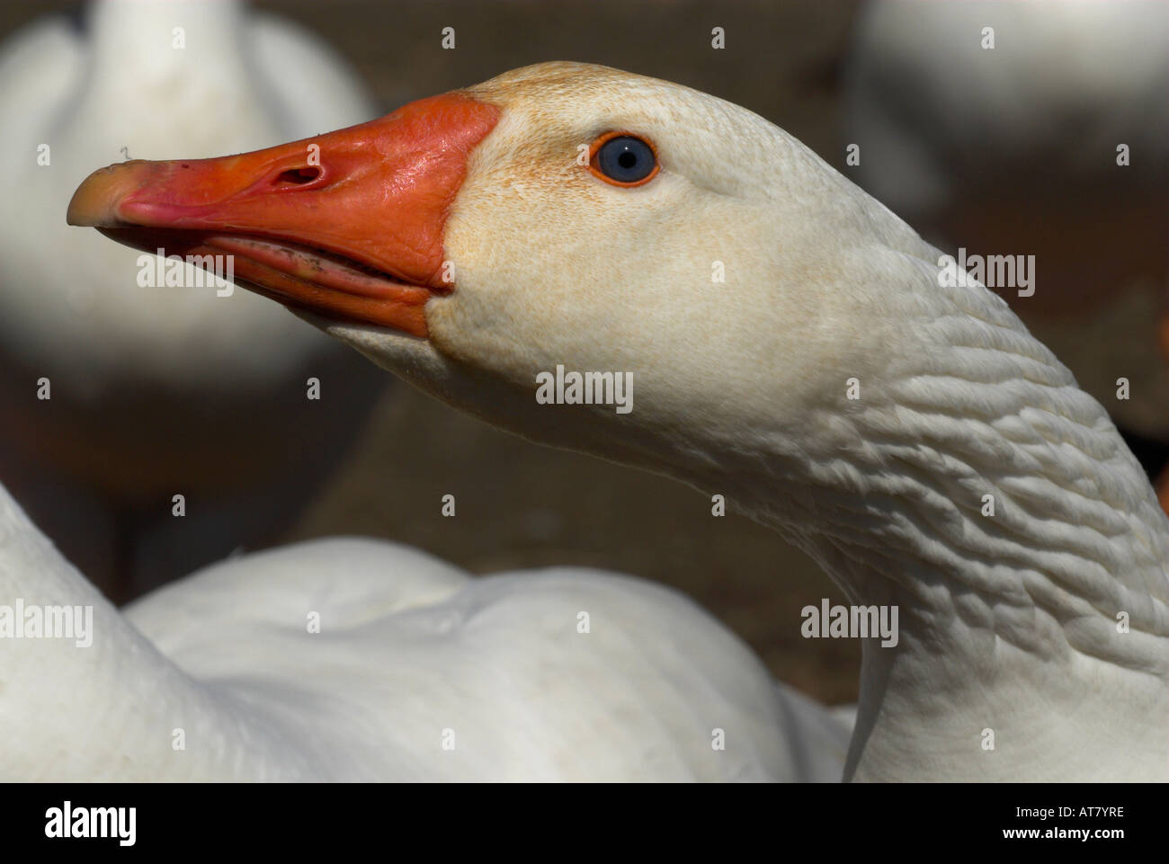 Geese goose farm animal Stock Photo - Alamy