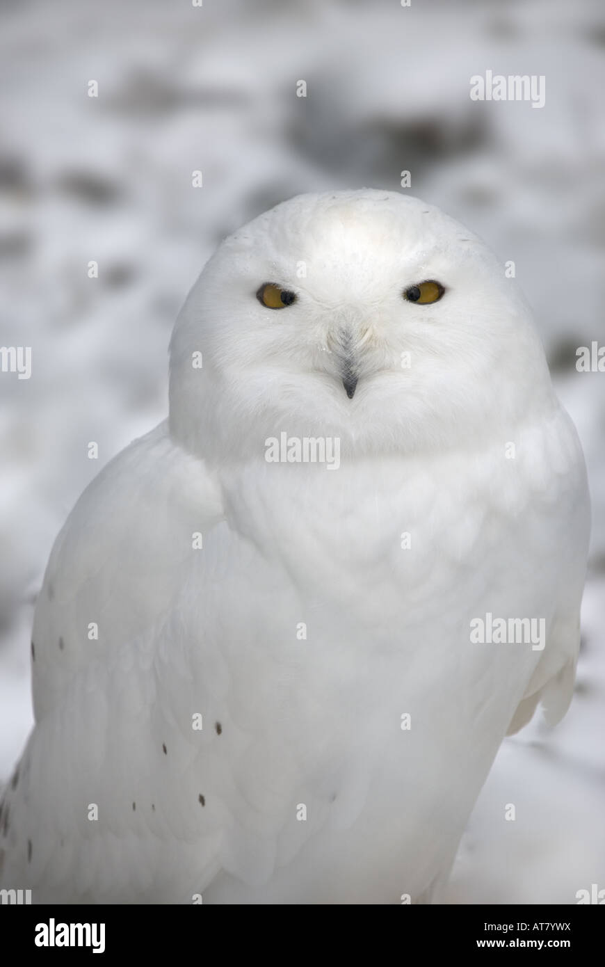 White snowy owl Stock Photo - Alamy