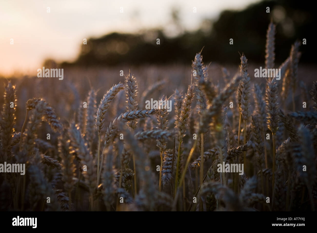 Sunshine wheat hi-res stock photography and images - Alamy