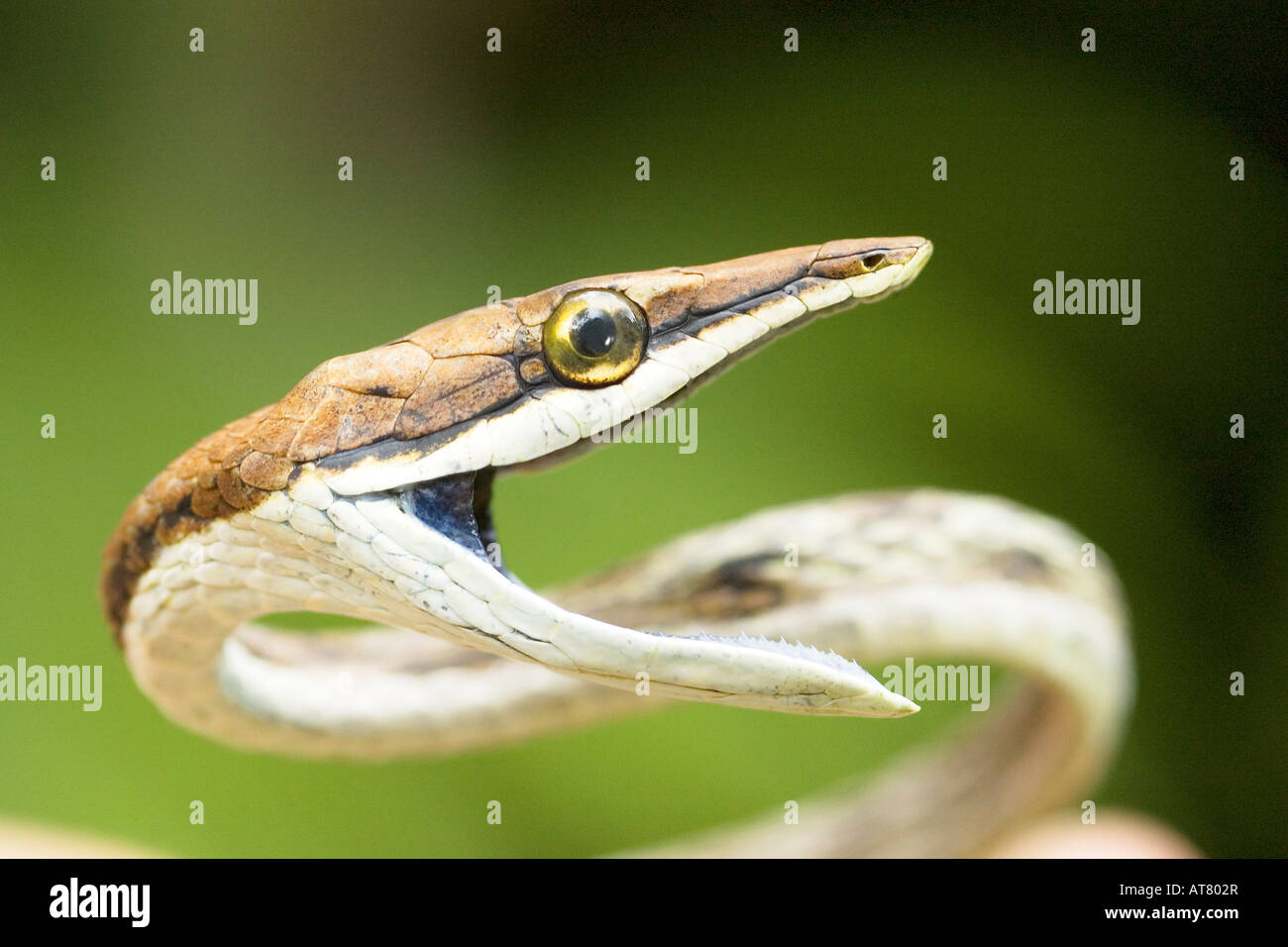 Brown Vine Snake ( Oxybelis aeneus ) Soberania National Park, Panama ...