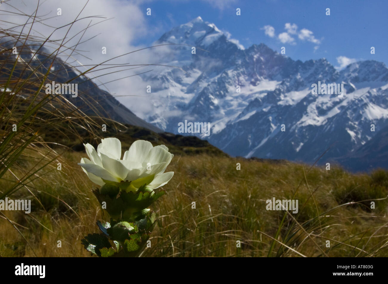 A Mount Cook lily, with Mount Cook (Aoraki) in the background Stock ...