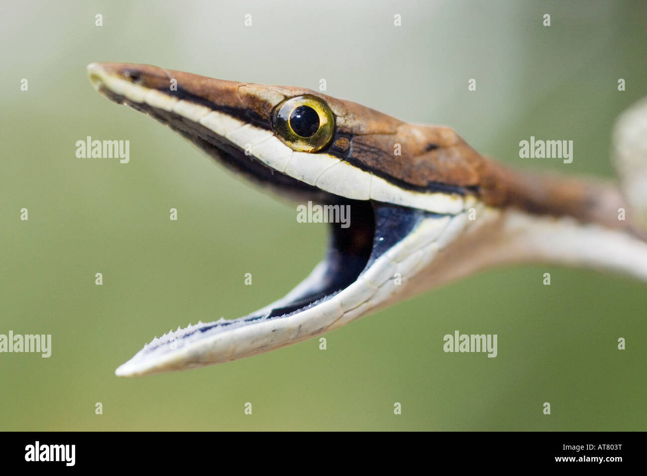Brown Vine Snake ( Oxybelis aeneus ) Soberania National Park, Panama ...