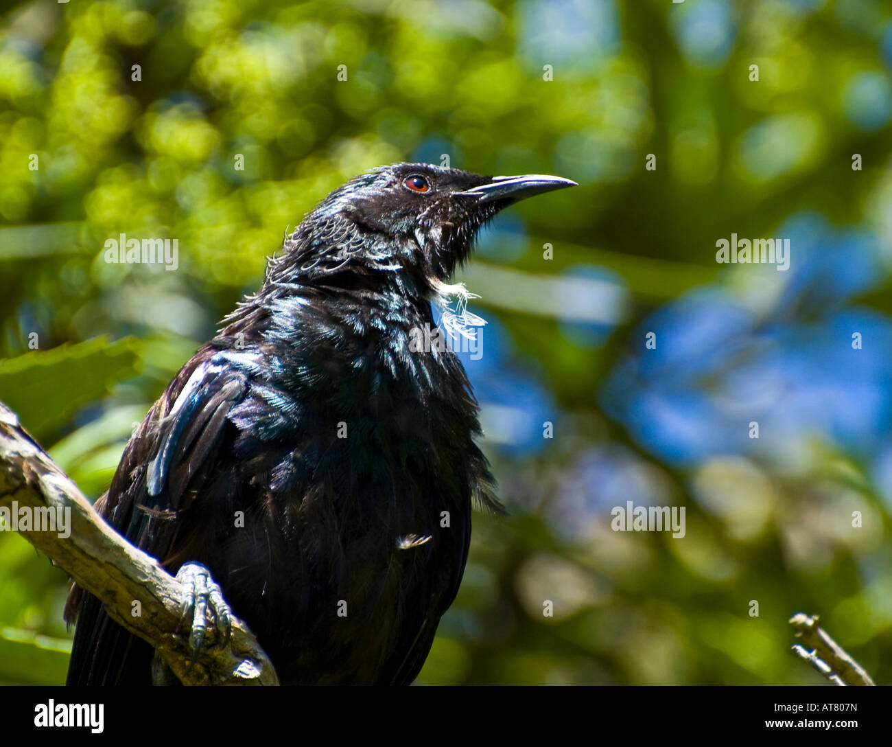 Tui bird hi-res stock photography and images - Alamy