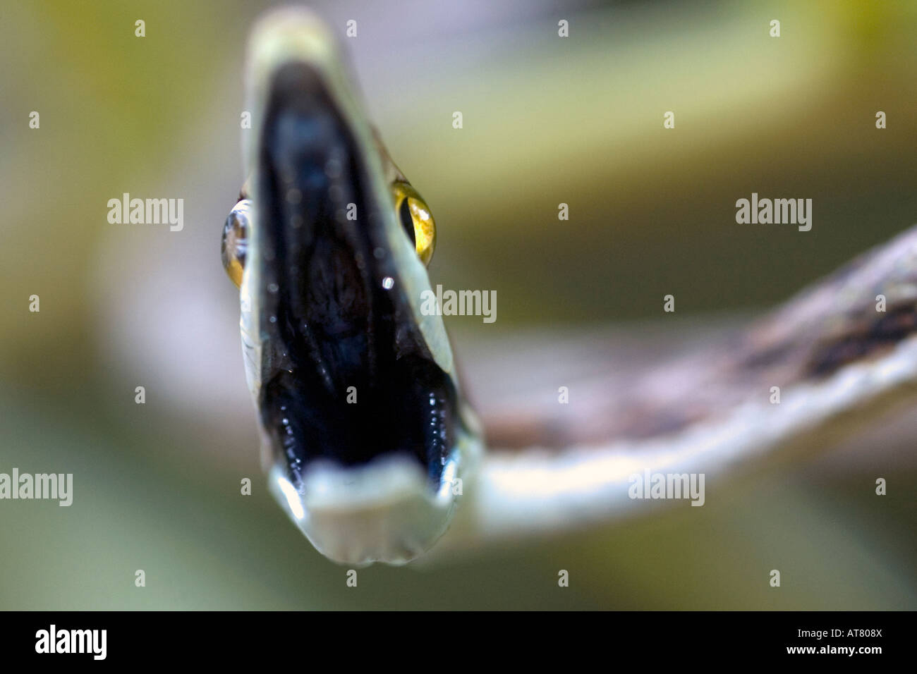 Brown Vine Snake ( Oxybelis aeneus ) Soberania National Park, Panama ...