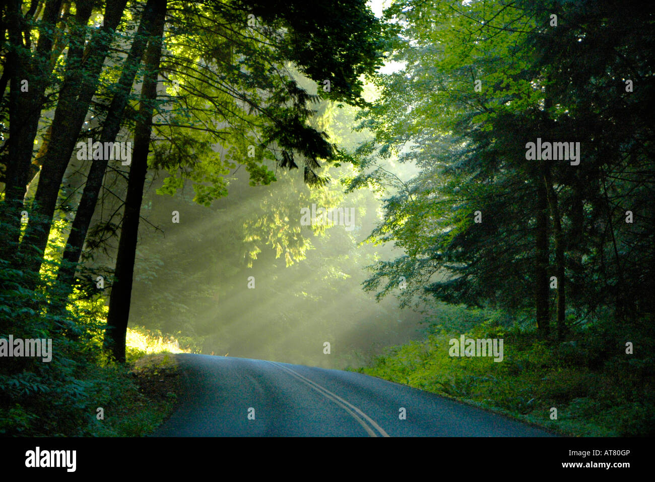 Morning light on rural road through countryside, Olympic Peninsula ...