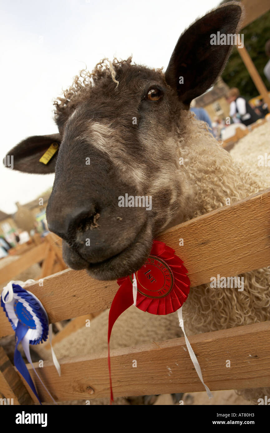 Portrait of a winning sheep with rosette at the Masham Sheep Fair ...