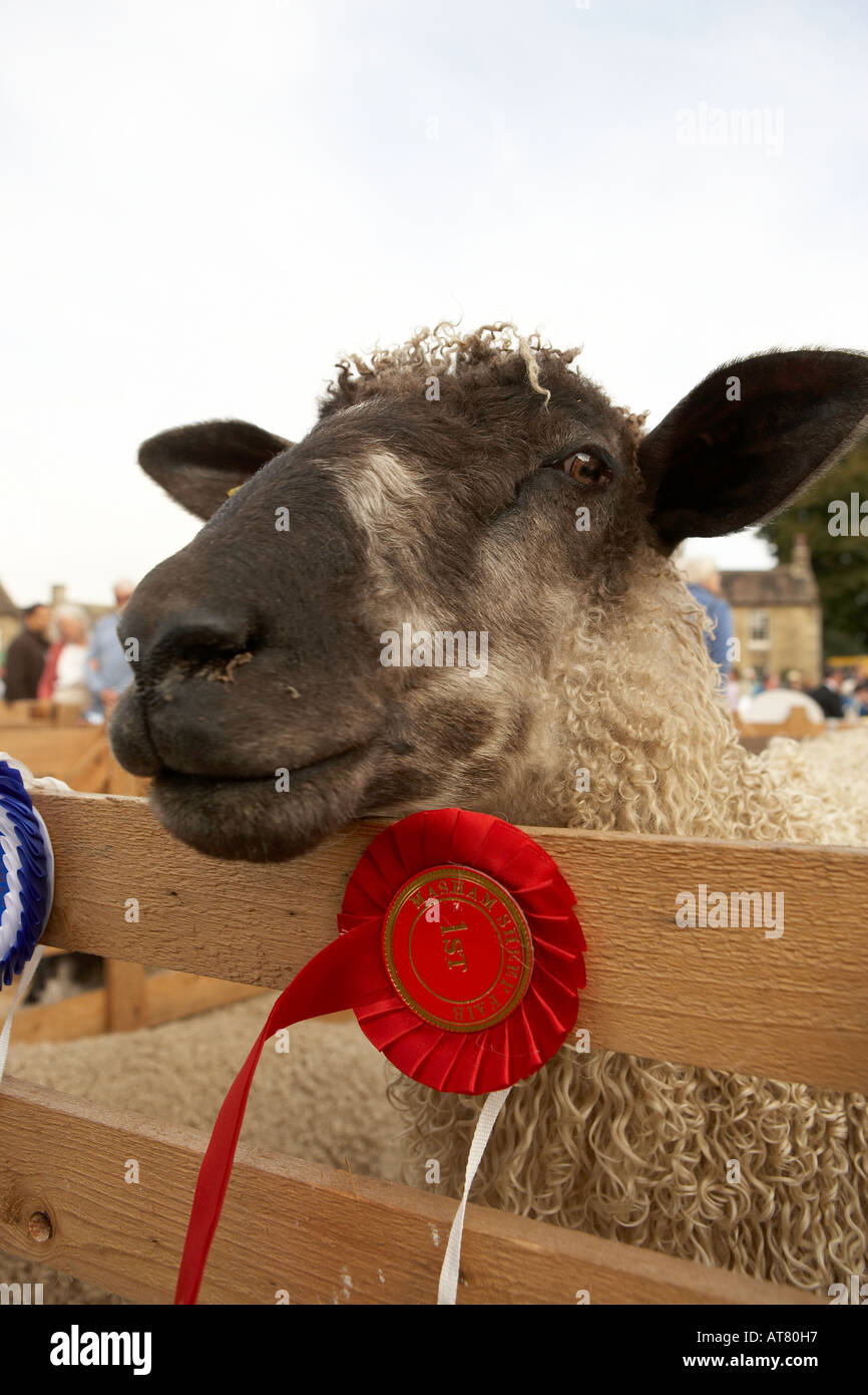 Portrait of a winning sheep with rosette at the Masham Sheep Fair ...