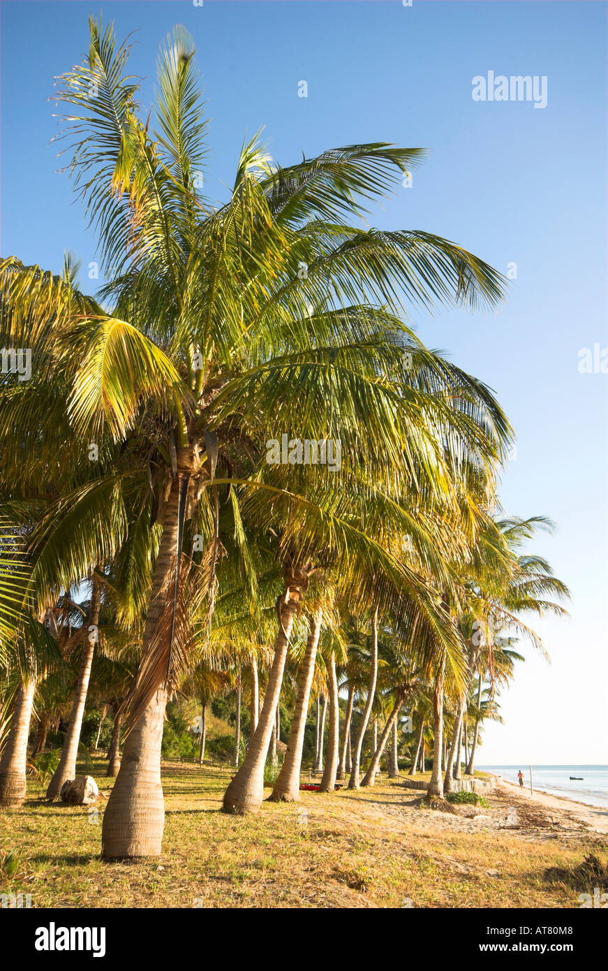 Mozambique coast, palm trees Stock Photo - Alamy