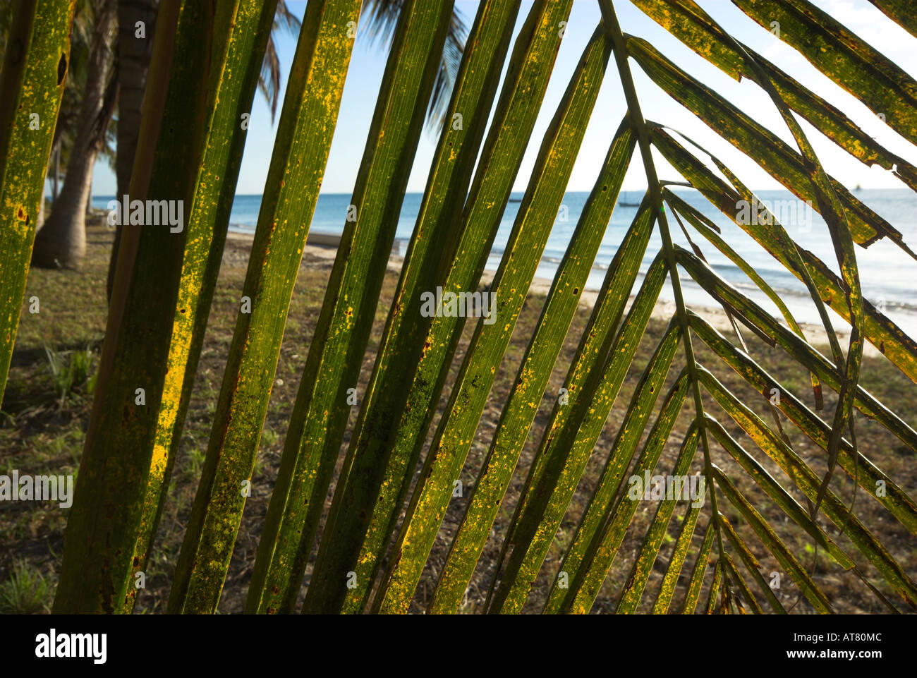 Mozambique coast, palm trees Stock Photo - Alamy