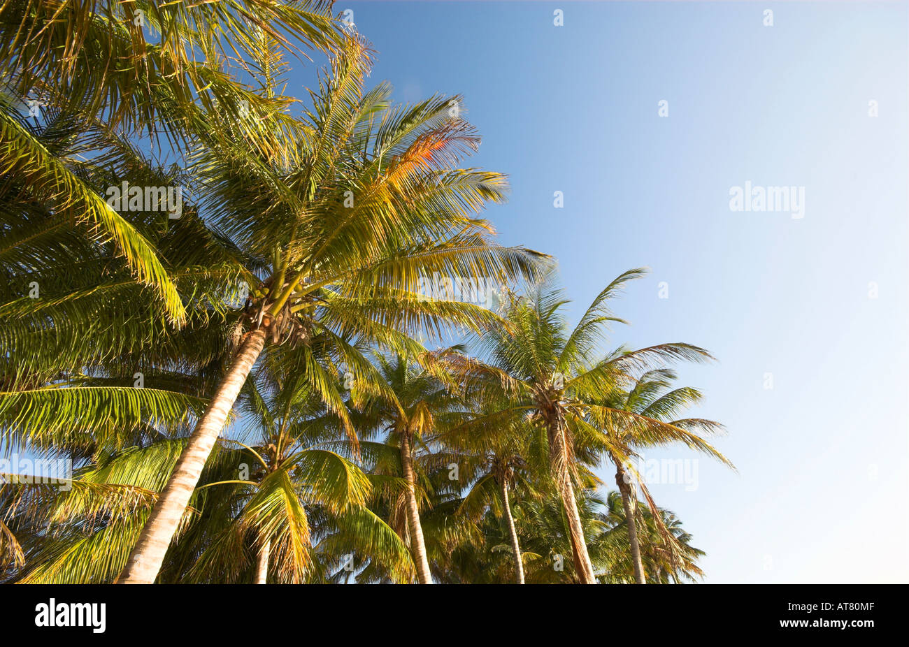 Mozambique coast, palm trees Stock Photo - Alamy