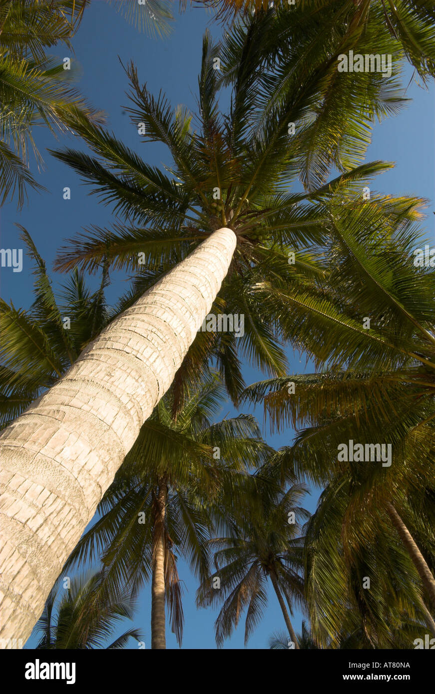 Palm tree, Mozambique Stock Photo - Alamy