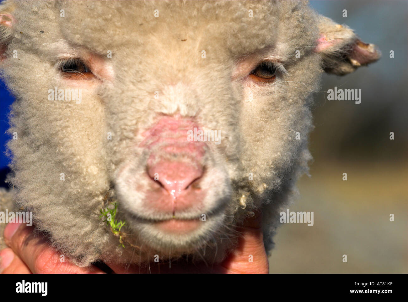 Sheep being fed Stock Photo - Alamy