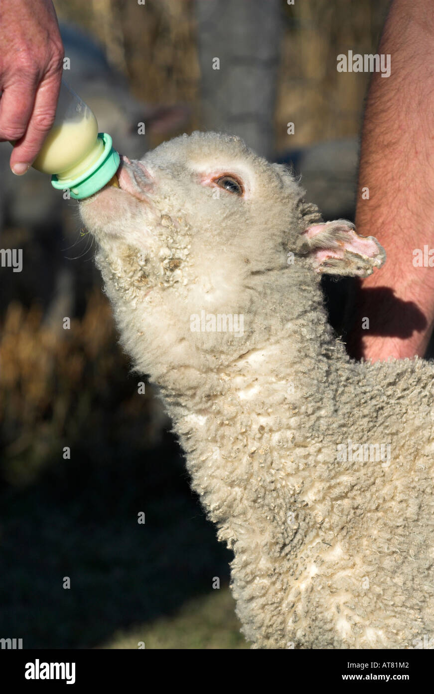 Adorable baby sheep head hi-res stock photography and images - Alamy