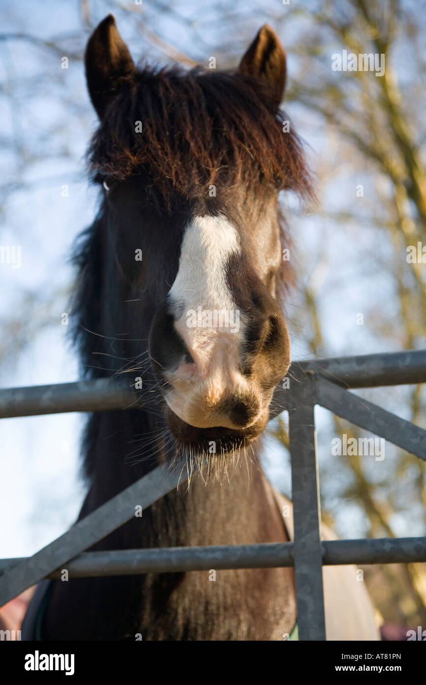 A horse looking over a gate Stock Photo - Alamy