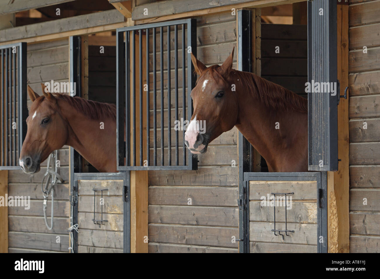 Polo pony in a stable Stock Photo - Alamy