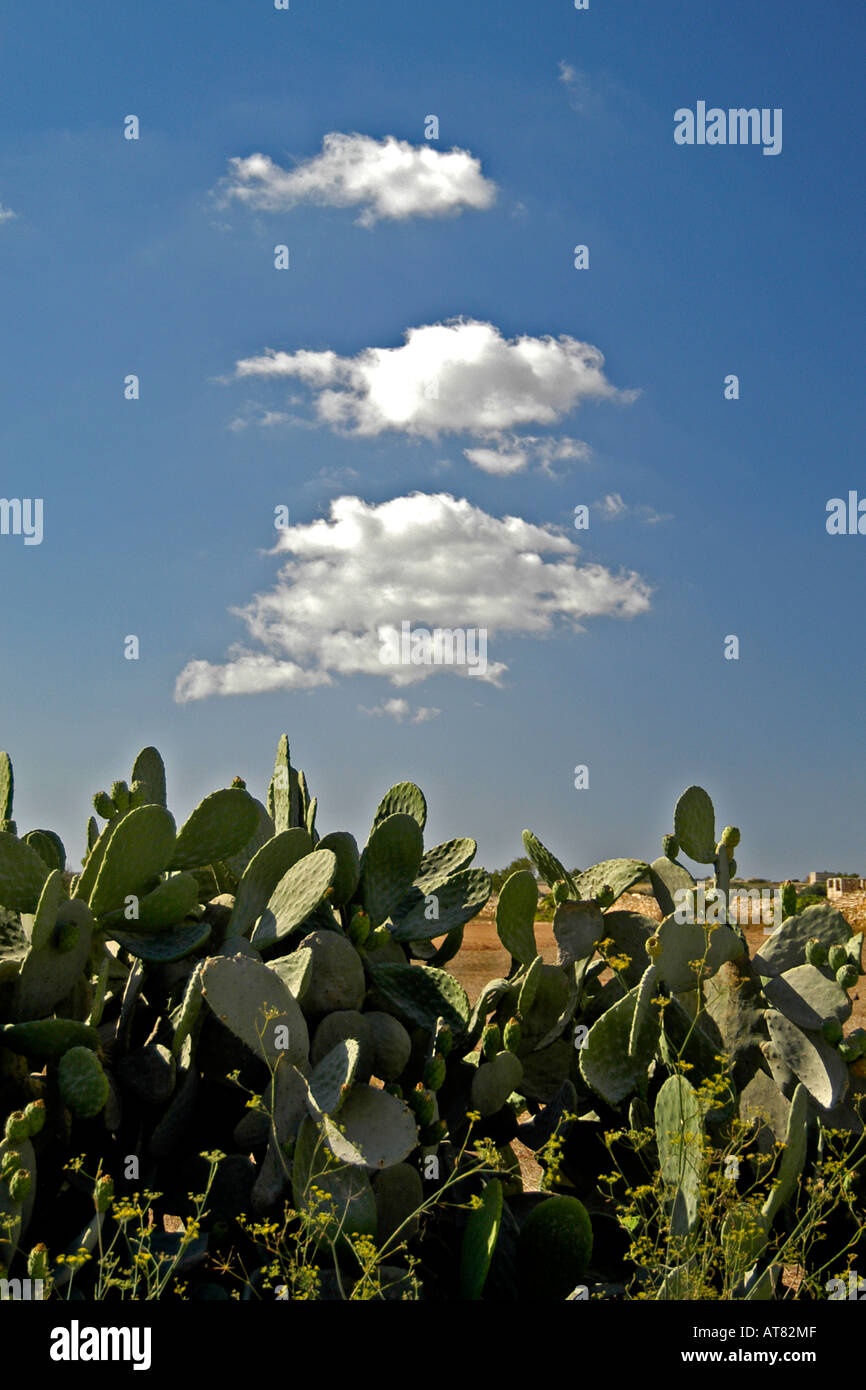 Cactus cloud formation central Malta Stock Photo - Alamy