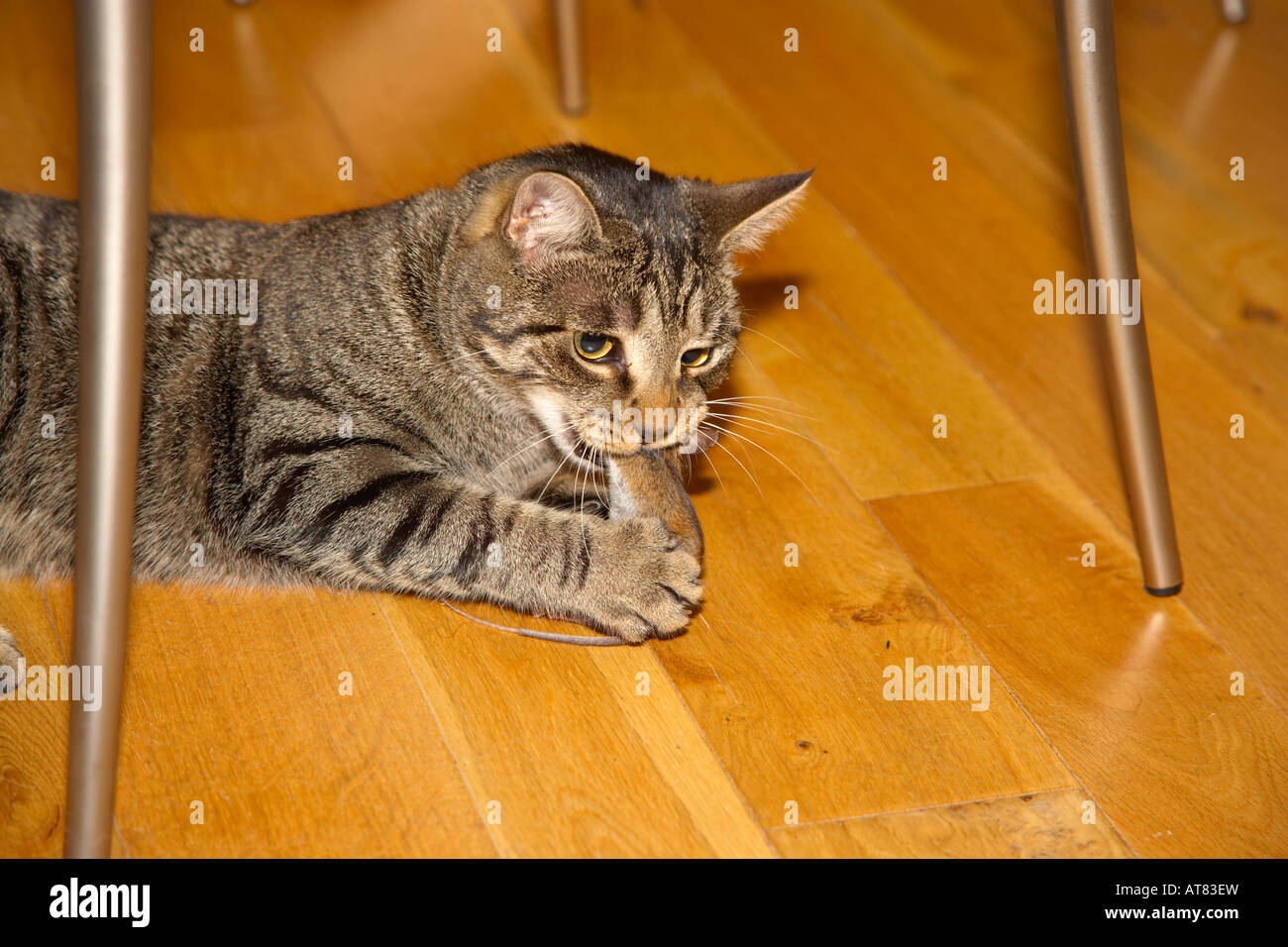 Cat Biting a Mouse Stock Photo - Alamy
