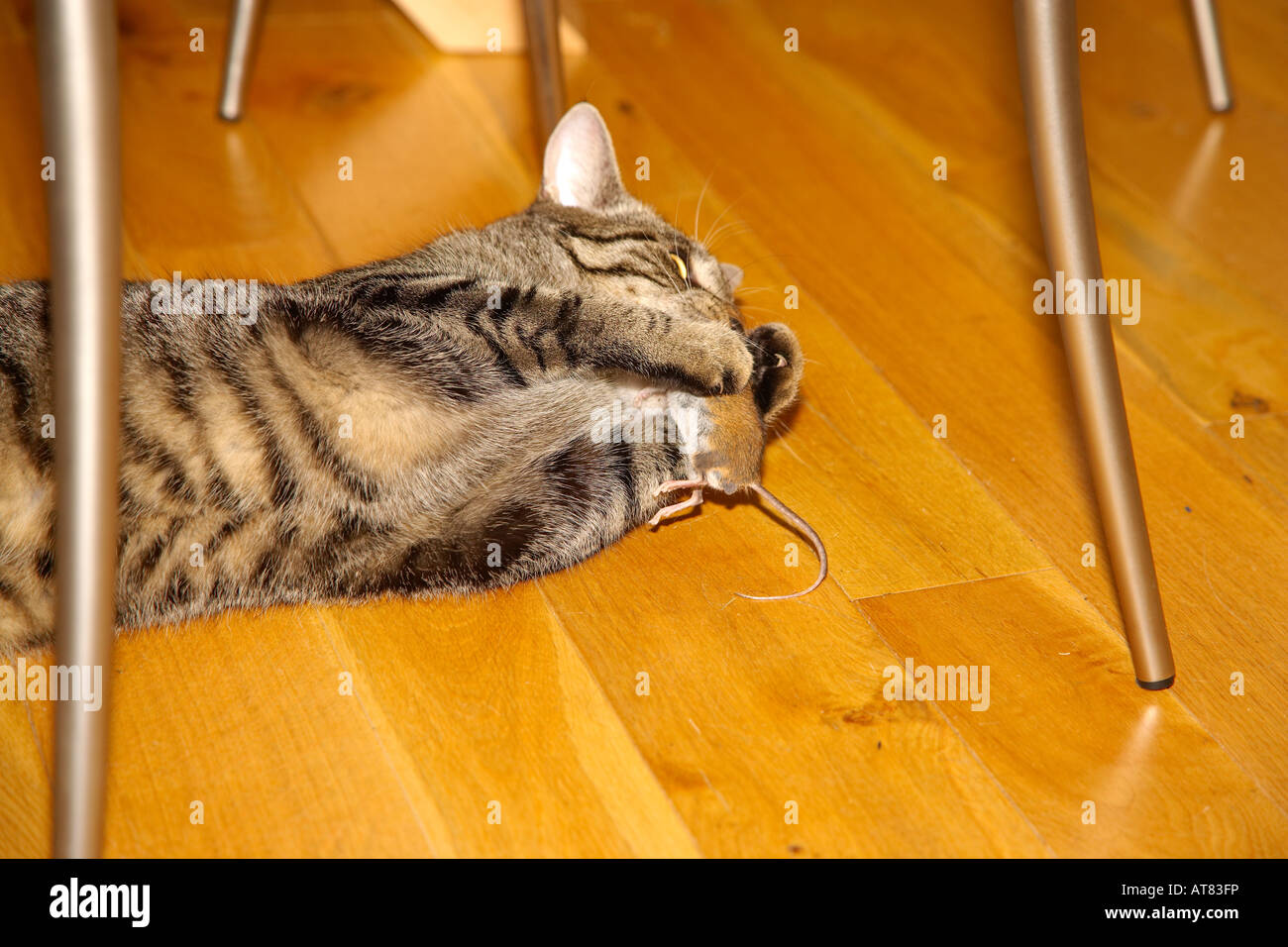Cat Biting a Mouse Stock Photo - Alamy