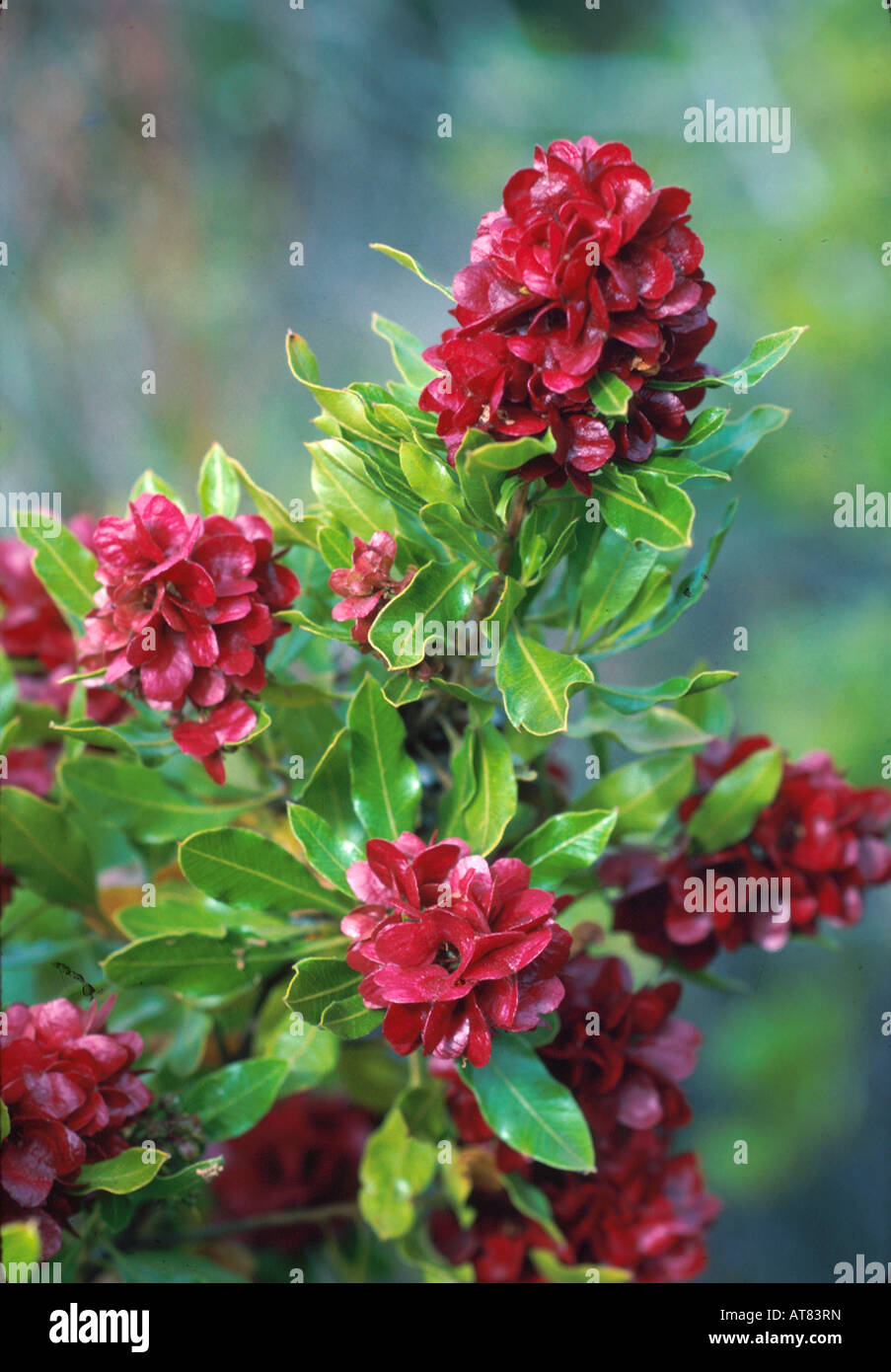 Aalii hi-res stock photography and images - Alamy