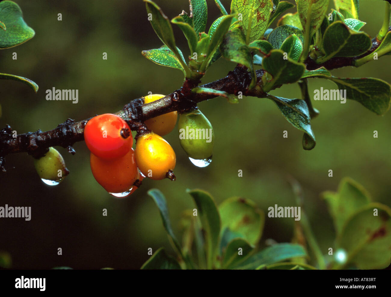 Pilo berries, Coprosma ochracea. Found in the rainforests of East Maui ...