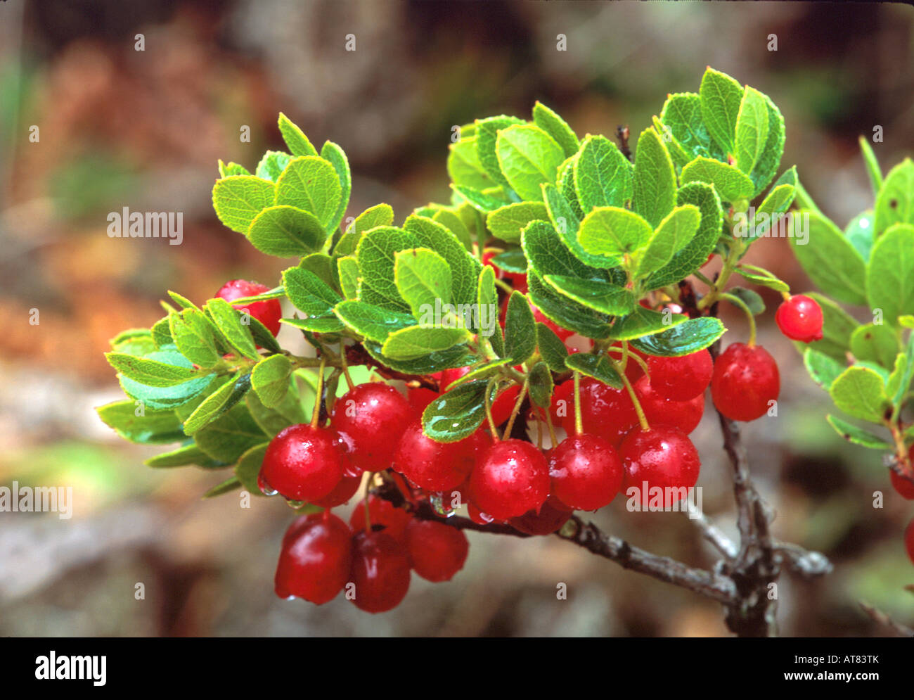 Ohelo Berries High Resolution Stock Photography and Images - Alamy