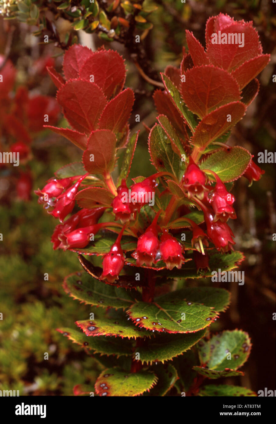 Ohelo in flower. Vaccinium species. Red berries eaten by native birds ...