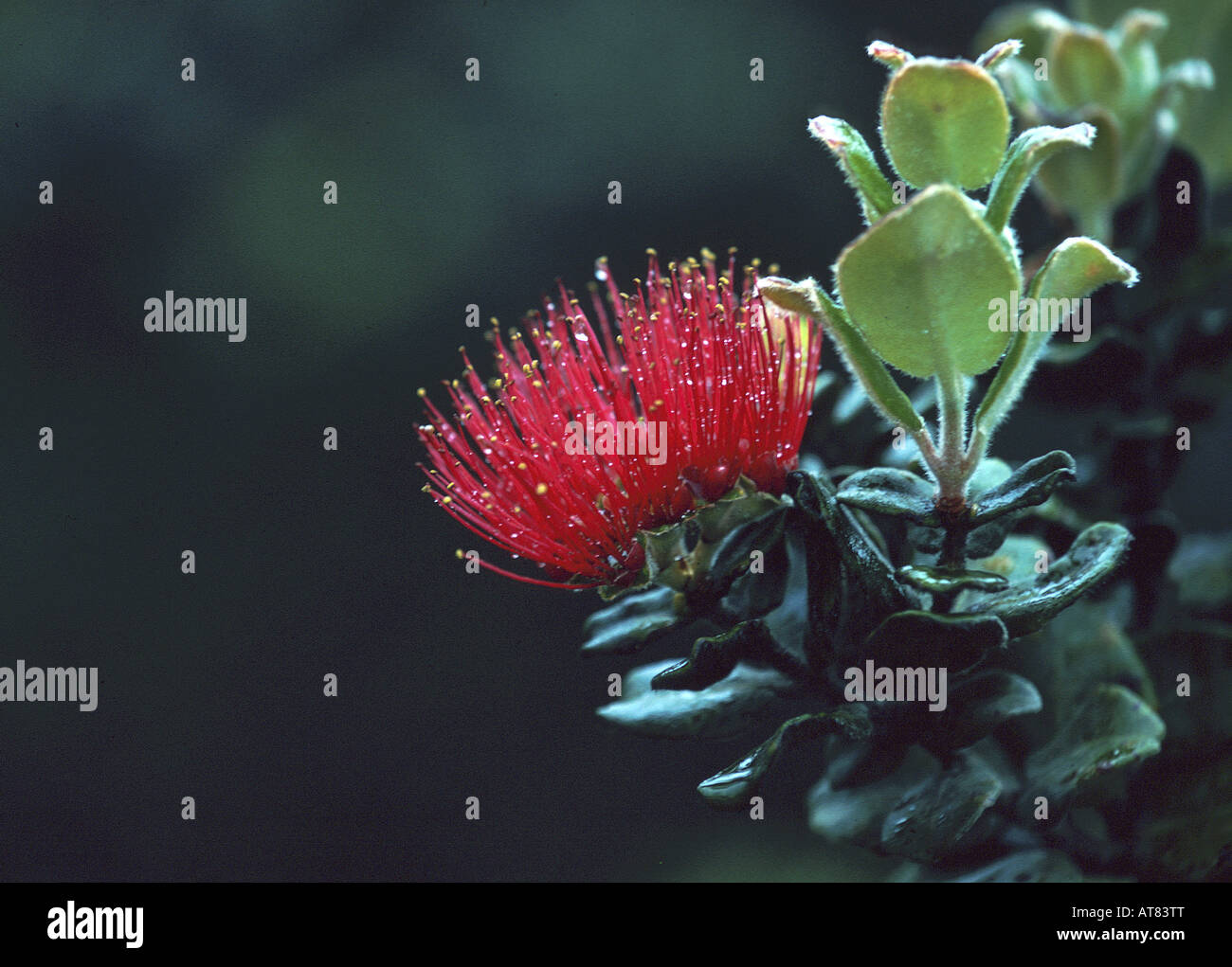 Ohia lehua, flower of the Ohia tree. The color of the flowers can vary ...
