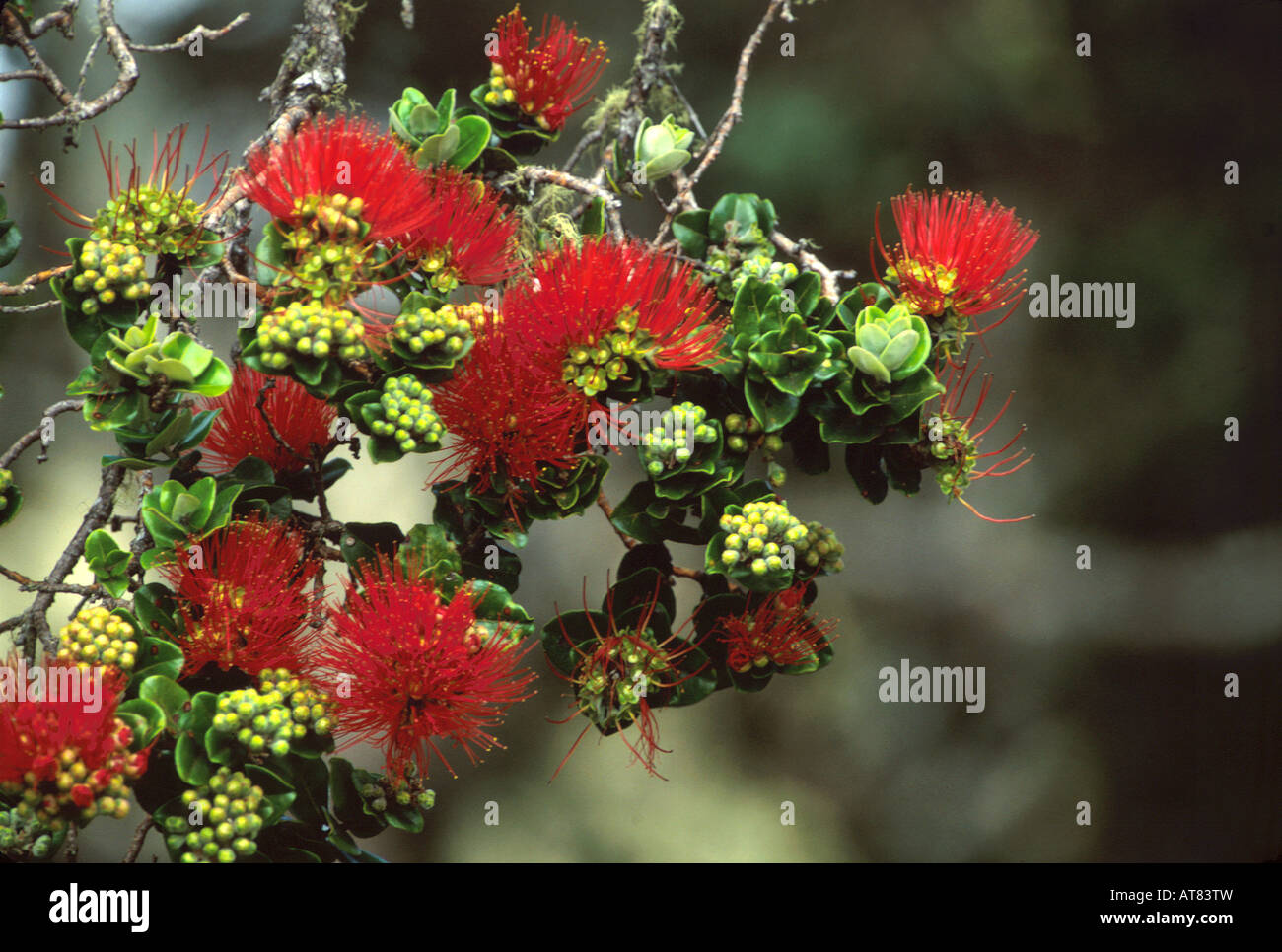 Ohia lehua flowers hi-res stock photography and images - Alamy