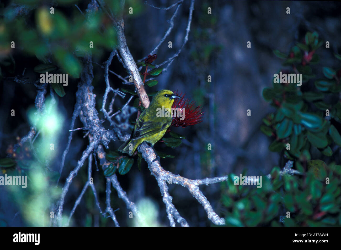 Hemignathus virens hawaii amakihi hi-res stock photography and images ...