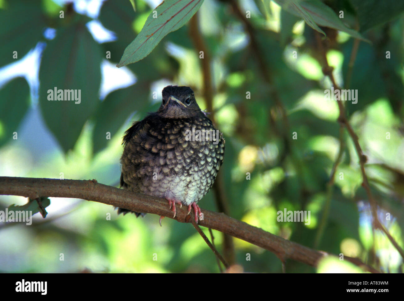 Endangered Juvenile Puaiohi, (myadestes palmeri) a small Kauai thrush ...