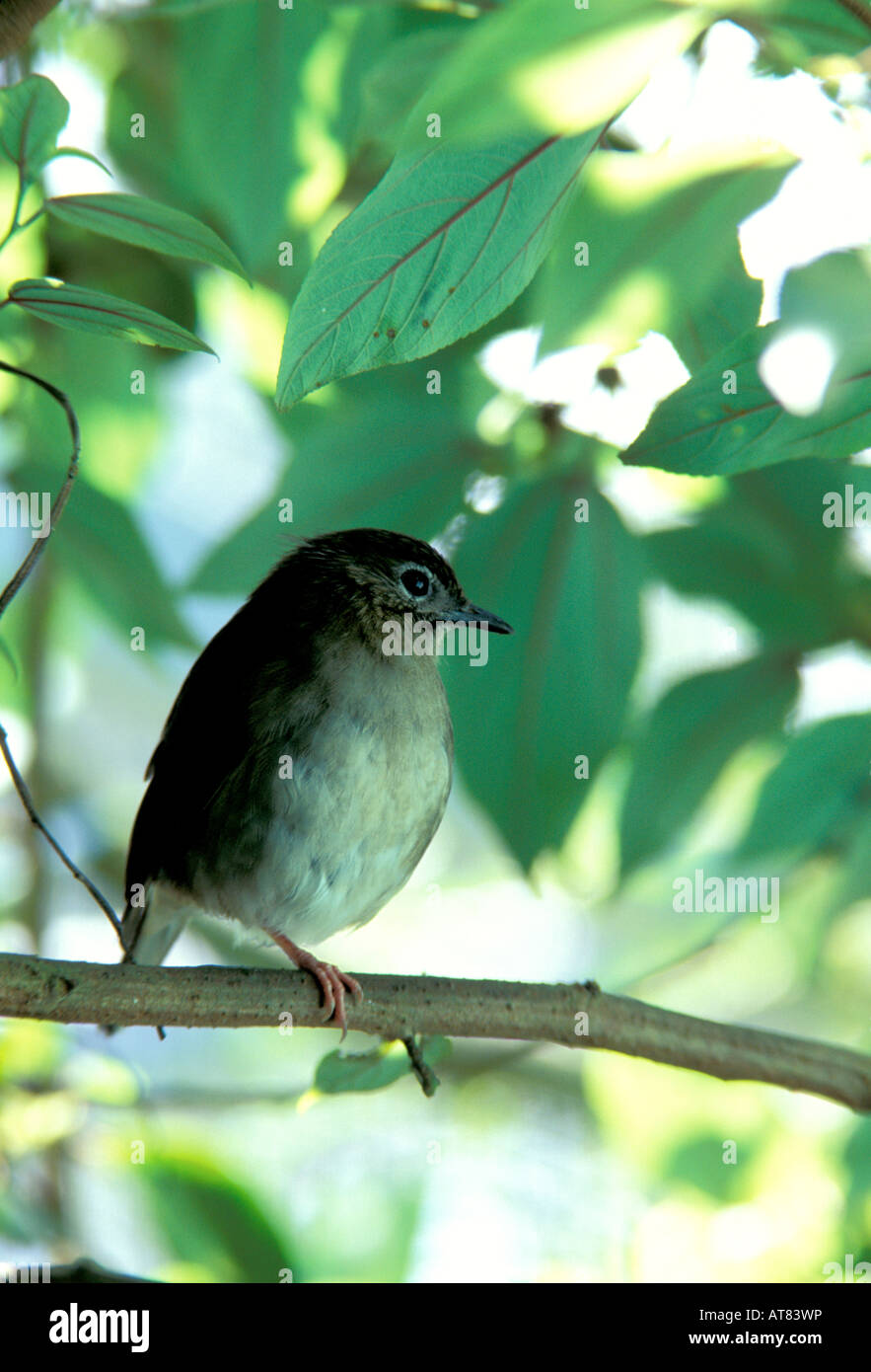 Endangered Puaiohi, (myadestes palmeri) a small Kauai thrush sitting in ...