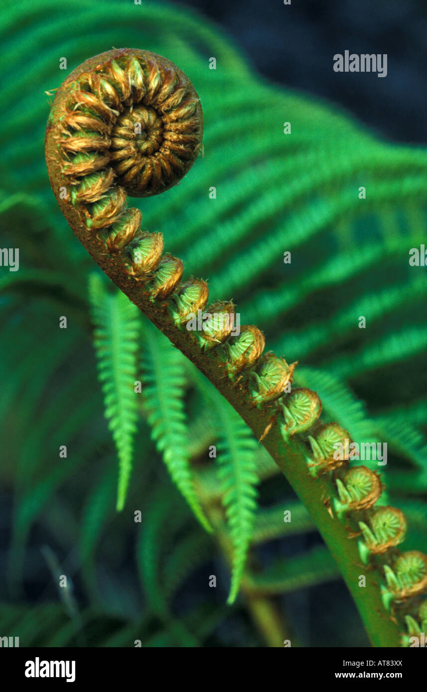 Multicolored amau fern in rainforest Stock Photo - Alamy