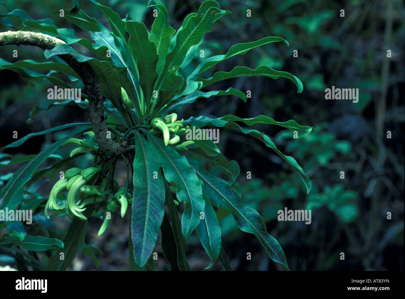 Clermontia pyrularia hi-res stock photography and images - Alamy